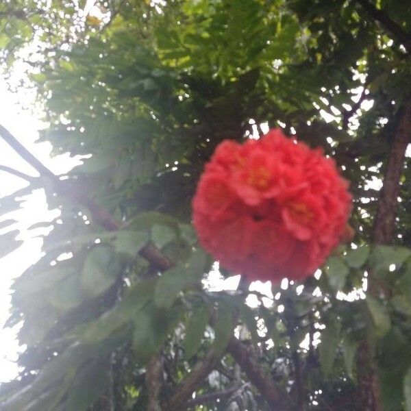 Arbol De Cruz (Brownea Ariza) Care Guide: Water, Soil & Propagation ...