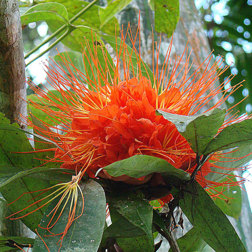 Flame Tree (Brownea Macrophylla) Care Guide: Water, Soil & Propagation ...