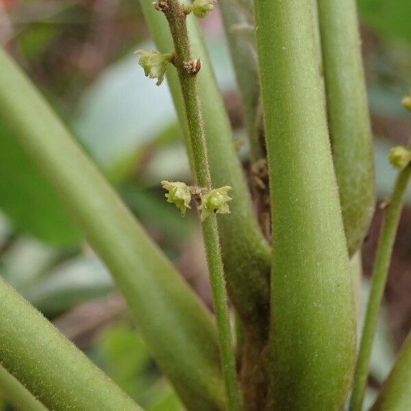 Brucea Antidysenterica Plant Care & How to Grow, Water