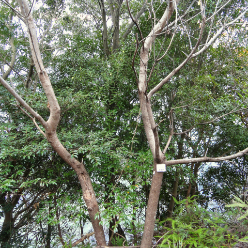 Macassar Kernels (Brucea Javanica) Plant Care & How to Grow, Water