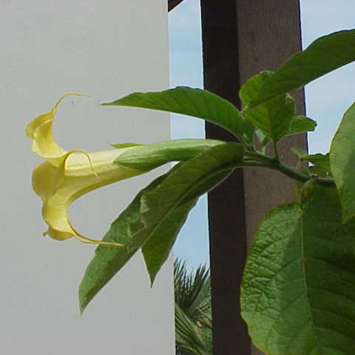 Yellow Angel's-Trumpet (Brugmansia Aurea) Plant Care & How to Grow, Water