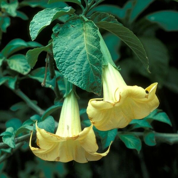 Brugmansia Pittieri Plant Care & How to Grow, Water