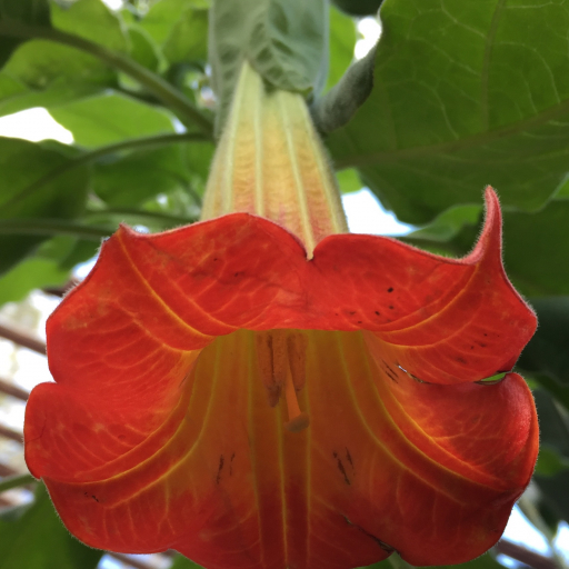 Red Angel's Trumpet (Brugmansia Sanguinea) Care Guide: Water, Soil ...