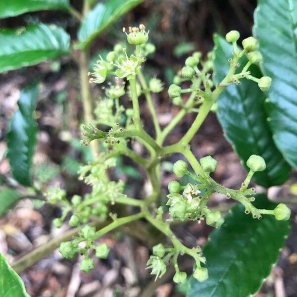 Brunellia Costaricensis Care Guide: Water, Soil & Propagation - Plantiary