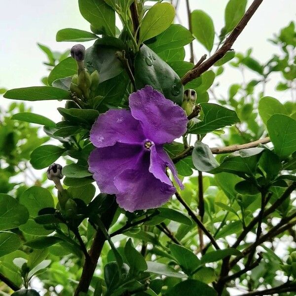 Yesterday Today And Tomorrow (Brunfelsia Australis) Plant Care & How to ...