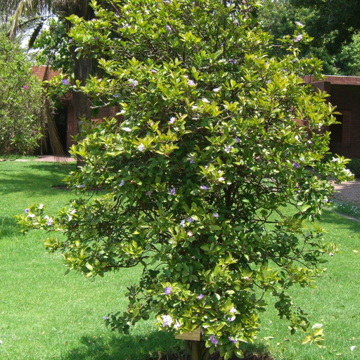 Yesterday Today And Tomorrow (Brunfelsia Pauciflora) Plant Care & How ...