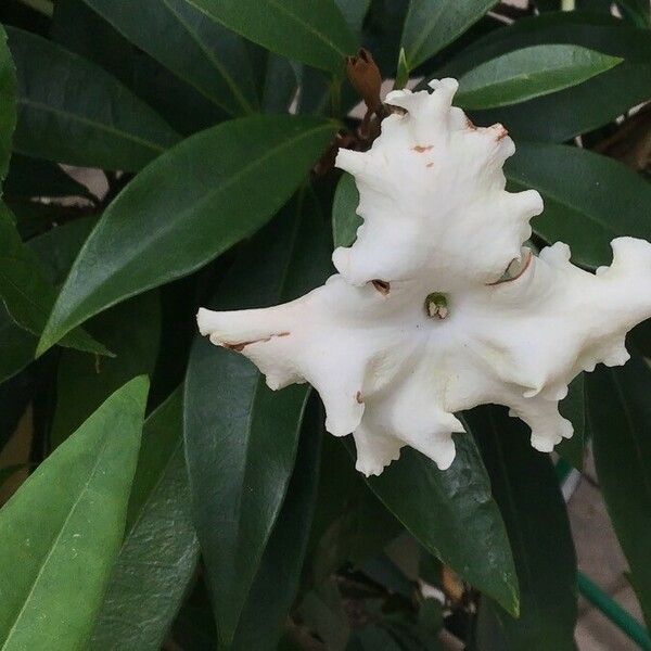 Jamaican Raintree (Brunfelsia Undulata) Plant Care & How to Grow, Water