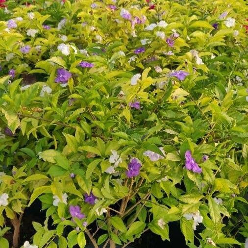 Manaca (Brunfelsia Uniflora) Plant Care & How to Grow, Water