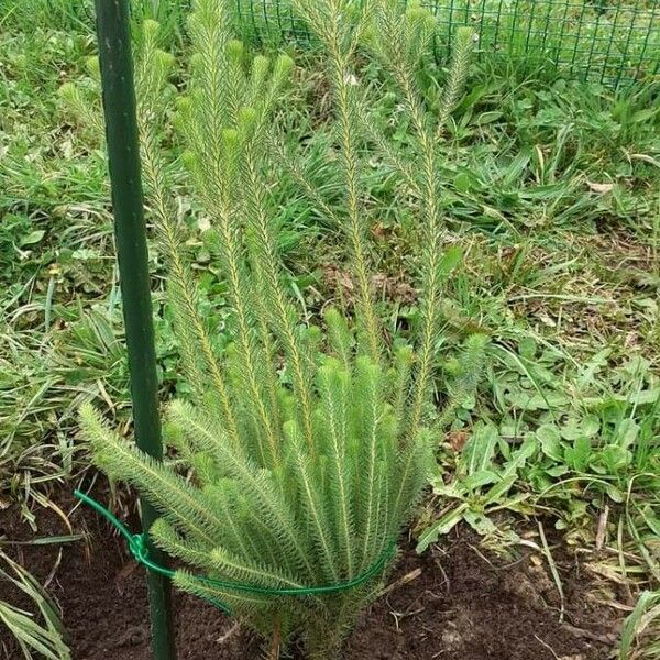 Coffeebush (Brunia Albiflora) Plant Care & How to Grow, Water