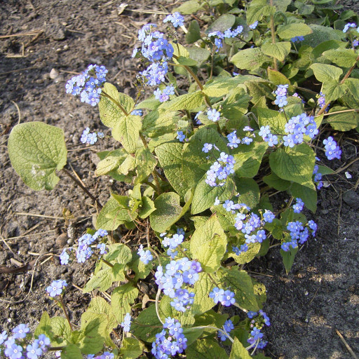 Siberian Bugloss (Brunnera Macrophylla) Plant Care & How to Grow, Water