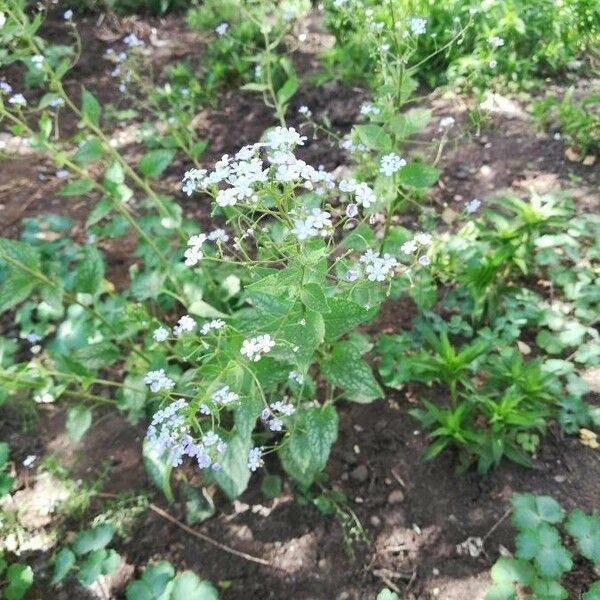 Siberian Brunnera (Brunnera Sibirica) Plant Care & How to Grow, Water