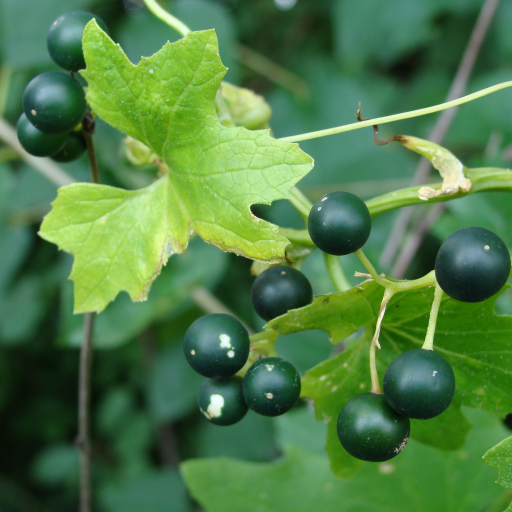 White Bryony (Bryonia Alba) Plant Care & How to Grow, Water