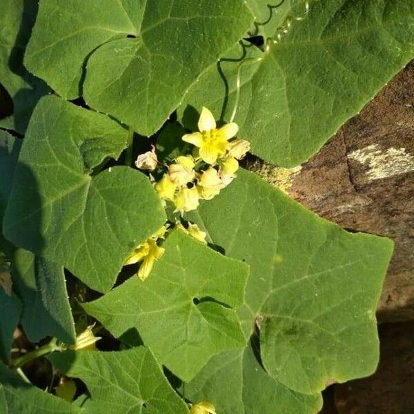 Bryonia Verrucosa Plant Care & How to Grow, Water