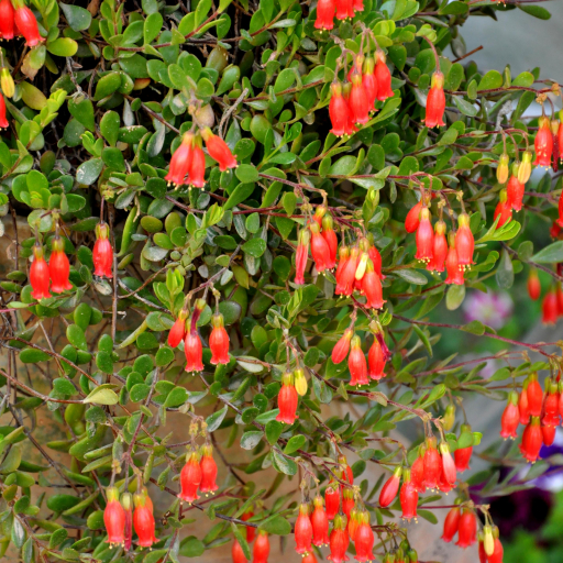 Bryophyllum Manginii Care Guide: Water, Soil & Propagation - Plantiary