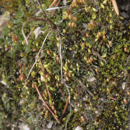 Silvergreen Bryum Moss (Bryum Argenteum) Plant Care & How to Grow, Water