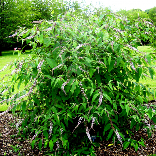 Buddleja Albiflora Plant Care & How to Grow, Water