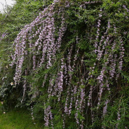 Alternate-Leaf Butterfly-Bush (Buddleja Alternifolia) Plant Care & How ...