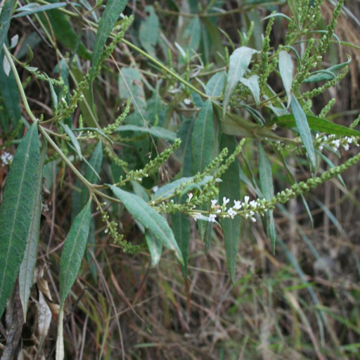 Dog Tail (Buddleja Asiatica) Plant Care & How to Grow, Water