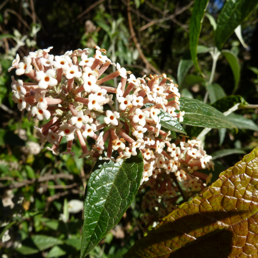 Eared Buddleja (Buddleja Auriculata) Care Guide: Water, Soil ...