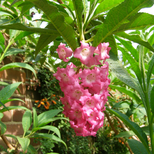 Buddleja Colvilei Plant Care & How to Grow, Water
