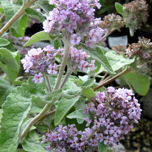 Himalayan Butterfly Bush (Buddleja Crispa) Plant Care & How to Grow, Water