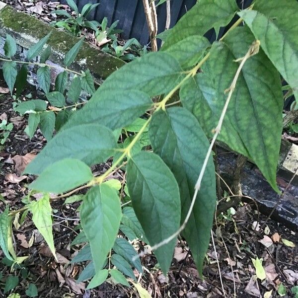 Buddleja Curviflora Plant Care & How to Grow, Water