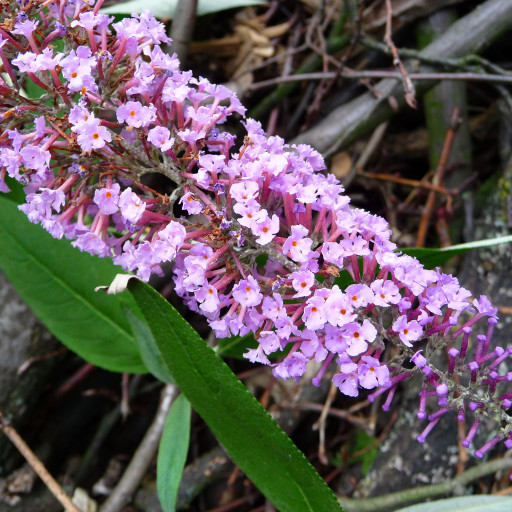 Butterfly Bush (Buddleja Davidii) Plant Care & How to Grow, Water