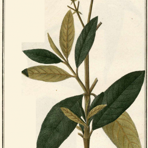 వాకిలి కలుపు (Buddleja Incana) Care Guide: Water, Soil & Propagation ...