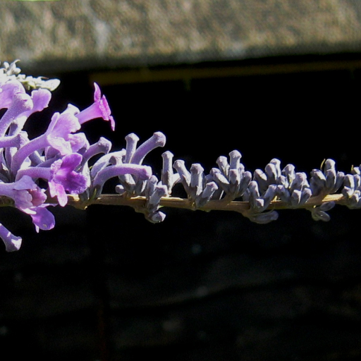 Lindley's Butterflybush (Buddleja Lindleyana) Care Guide: Water, Soil ...