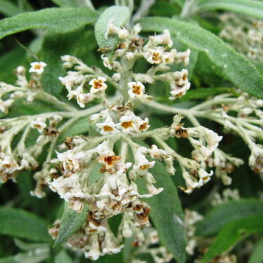 Mountain Sagewood (Buddleja Loricata) Care Guide: Water, Soil ...