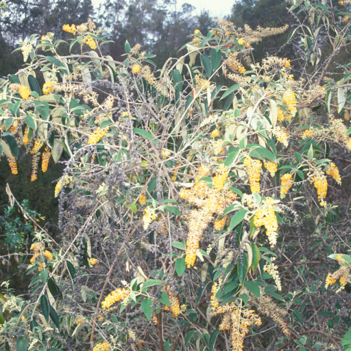 Smokebush (Buddleja Madagascariensis) Care Guide: Water, Soil ...