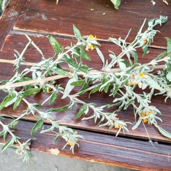 Buddleja Mendozensis Care Guide: Water, Soil & Propagation - Plantiary