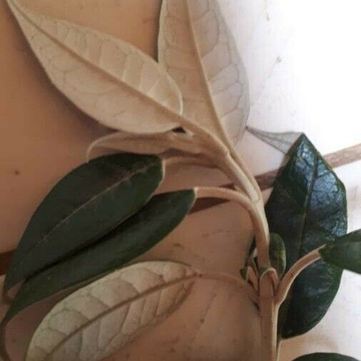 Buddleja Nitida Plant Care & How to Grow, Water