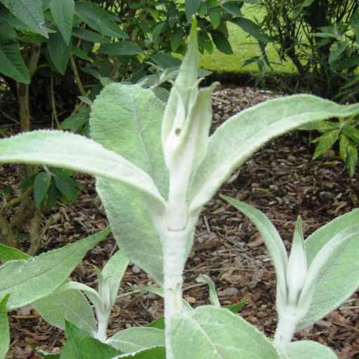 Buddleja Nivea Plant Care & How to Grow, Water