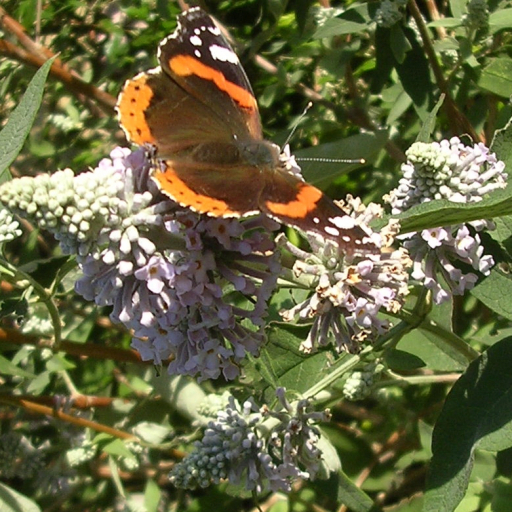 Pole Butterflybush (Buddleja Officinalis) Plant Care & How to Grow, Water