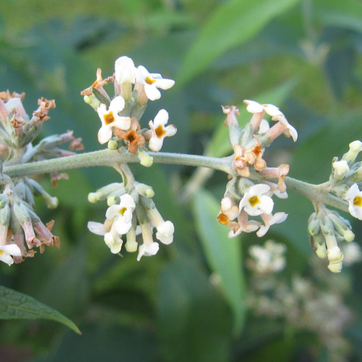 Buddleja Paniculata Plant Care & How to Grow, Water