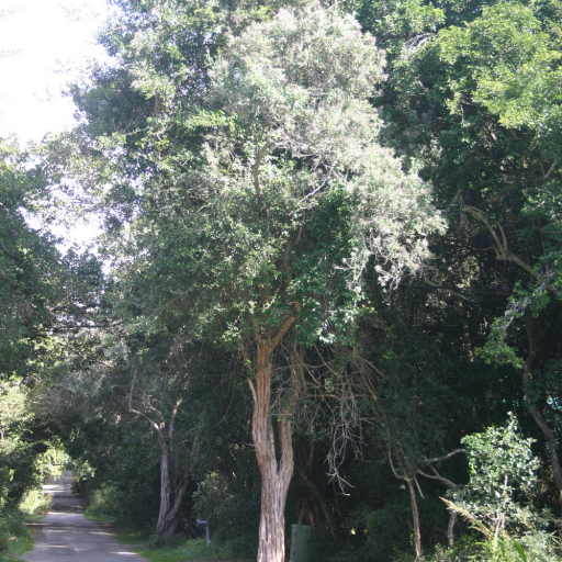 Squarestem Butterflybush (Buddleja Saligna) Plant Care & How to Grow, Water