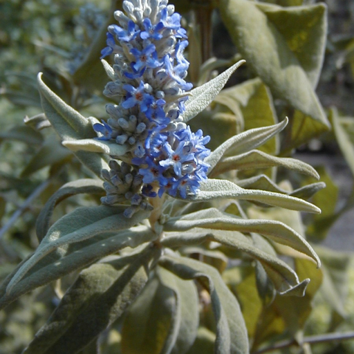 Arctic Poppy (Papaver Radicatum) Plant Care & How to Grow, Water
