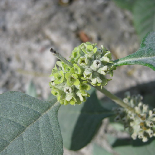 Rio Grande Butterfly-bush (Buddleja Sessiliflora) Plant Care & How to ...