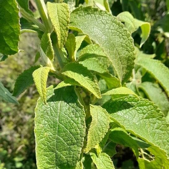 Argentine Butterfly Bush (Buddleja Stachyoides) Care Guide: Water, Soil ...