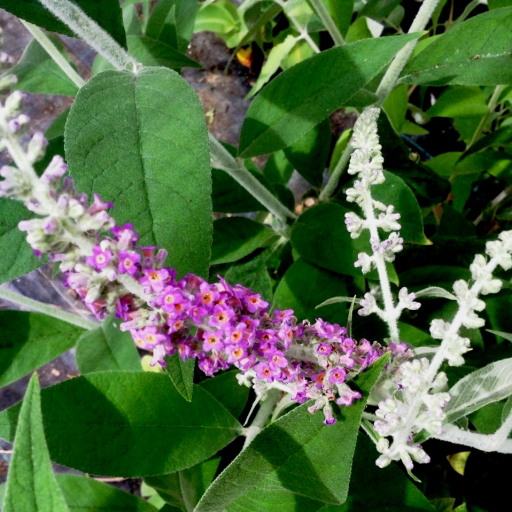 Buddleja Stenostachya Care Guide: Water, Soil & Propagation - Plantiary