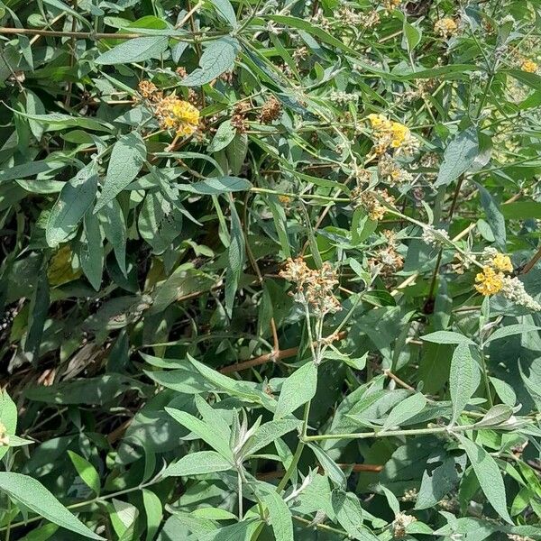 Weyer's Butterfly-Bush (Buddleja × Weyeriana) Plant Care & How to Grow ...