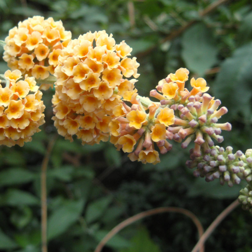 Weyer's Butterfly-Bush (Buddleja X Weyeriana) Care Guide: Water, Soil ...