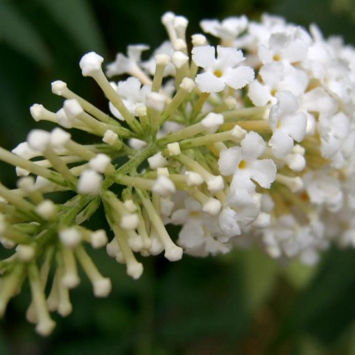 Butterfly Bushes And Allies (Buddleja) Plant Care & How to Grow, Water
