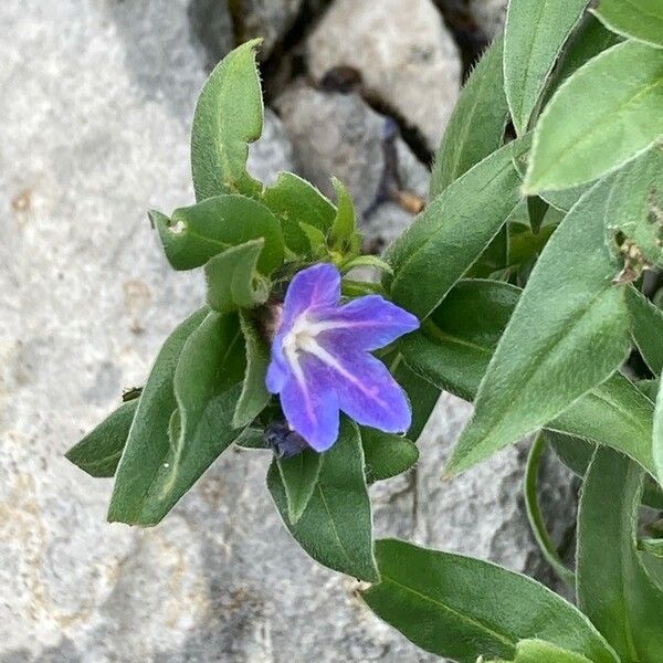 Buglossoides Gastonii Plant Care & How to Grow, Water