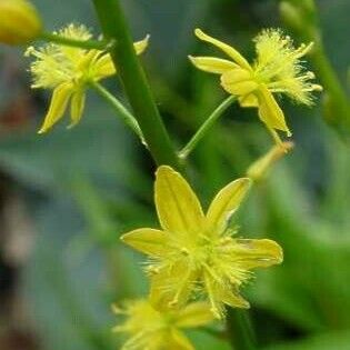 Common Kopieva (Bulbine Alooides) Care Guide: Water, Soil & Propagation ...