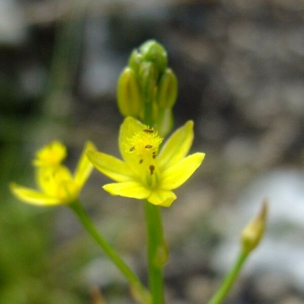 Bulbine Annua Plant Care & How to Grow, Water