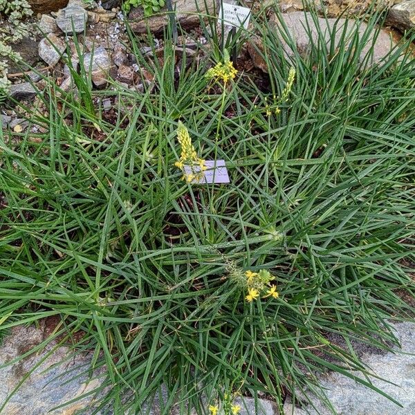 Copaiba (Bulbine Asphodeloides) Care Guide: Water, Soil & Propagation ...
