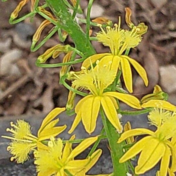 Waterglass Kopieva (Bulbine Latifolia) Care Guide: Water, Soil ...