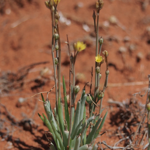 Leek Lily (Bulbine Semibarbata) Plant Care & How to Grow, Water